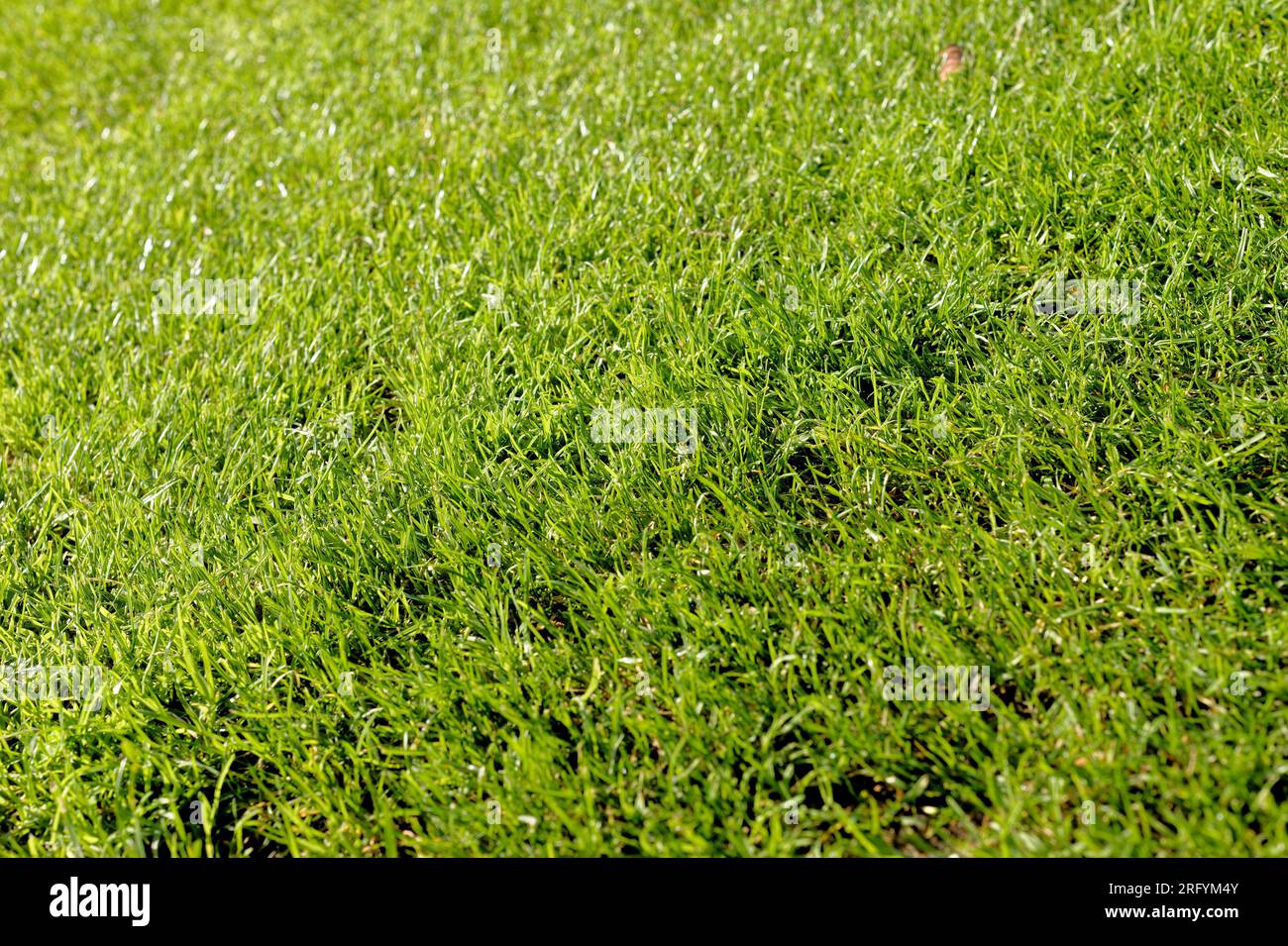 Stadium Grass Wallpaper