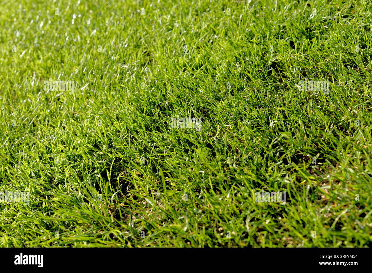 Football lawn - Soccer closeup detail wallpaper texture. Green football ...