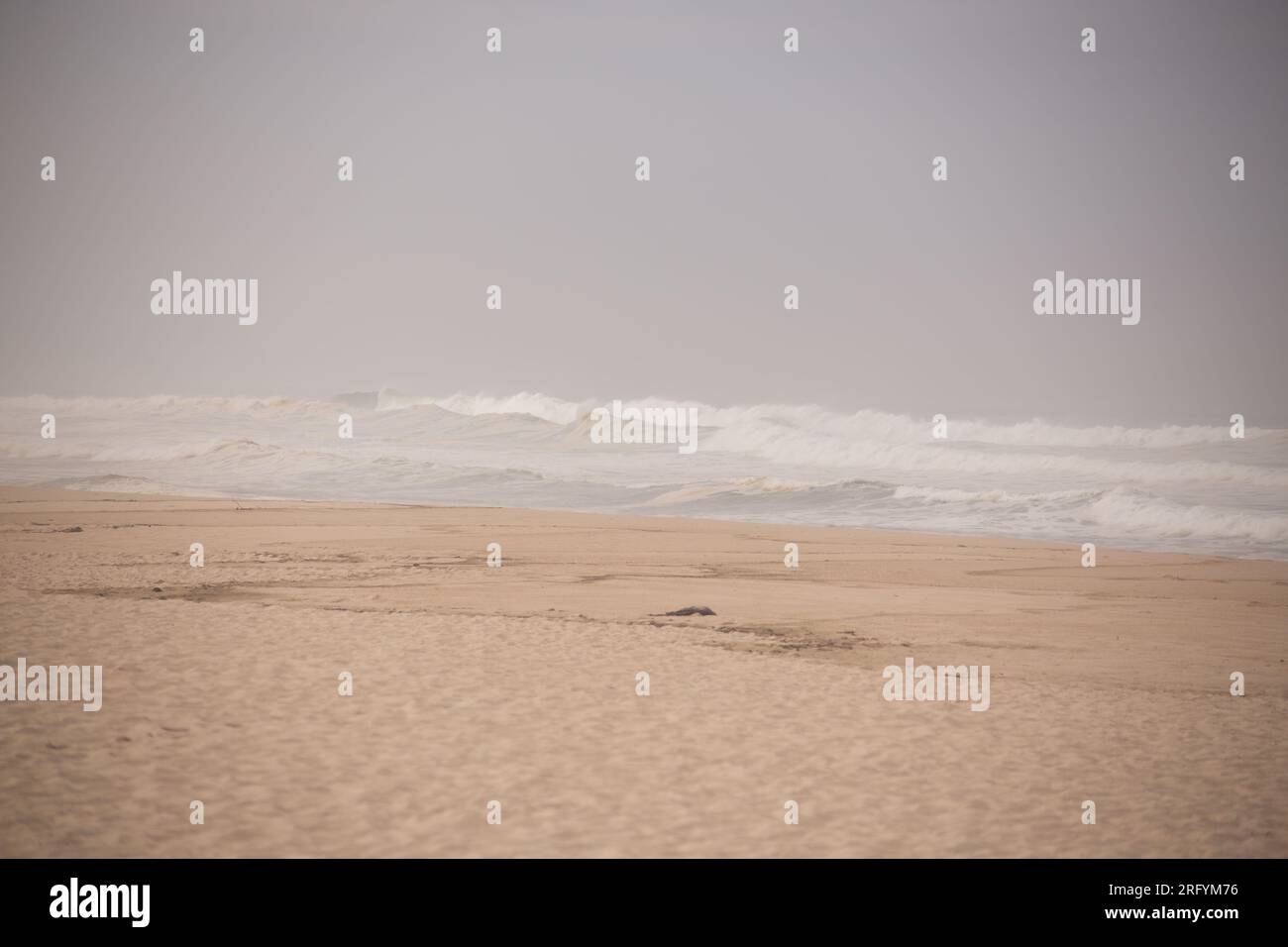 Amidst the untamed beauty of windswept dunes, nature's fierce tempest ...
