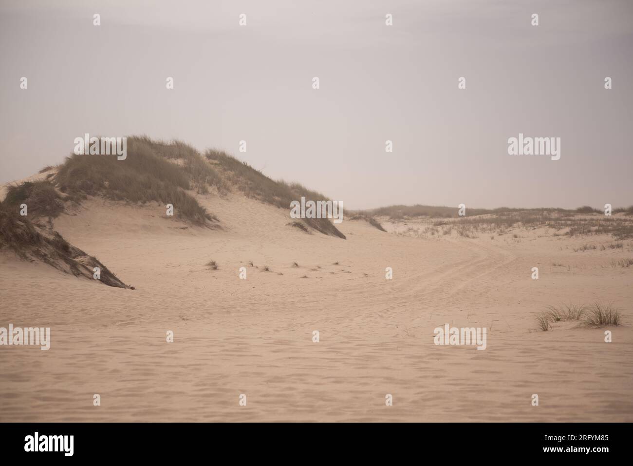Amidst the untamed beauty of windswept dunes, nature's fierce tempest ...