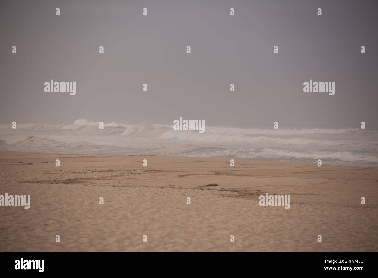 Amidst the untamed beauty of windswept dunes, nature's fierce tempest ...
