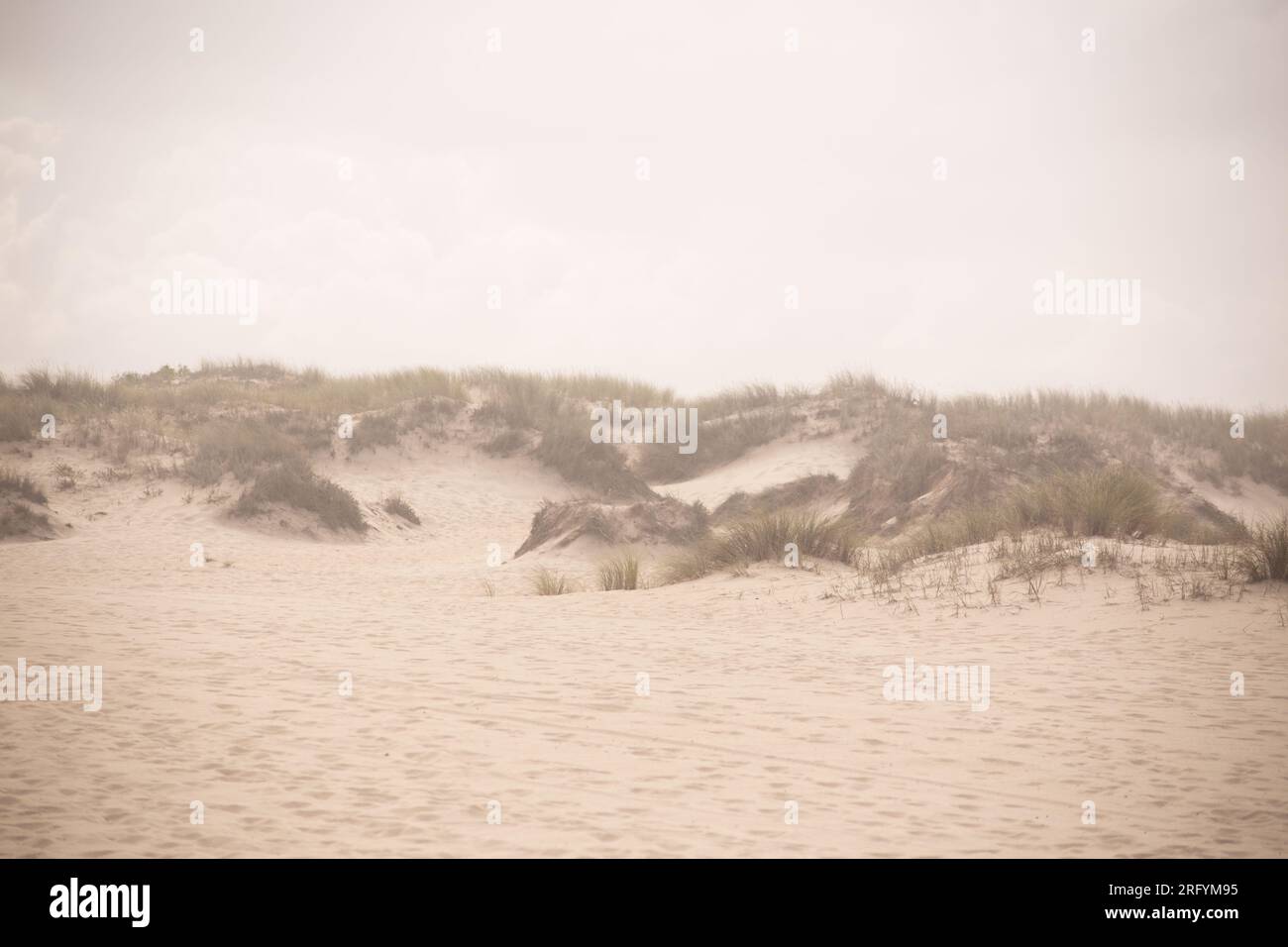 Amidst the untamed beauty of windswept dunes, nature's fierce tempest ...