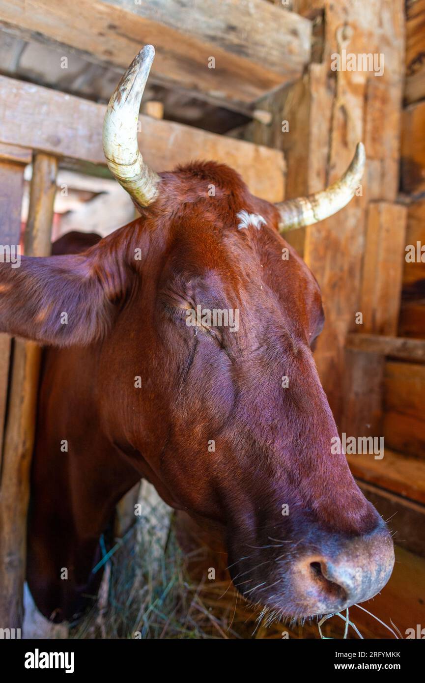 Cow, Upper Canada Village, Morrisburg, Ontario, Canada Stock Photo - Alamy