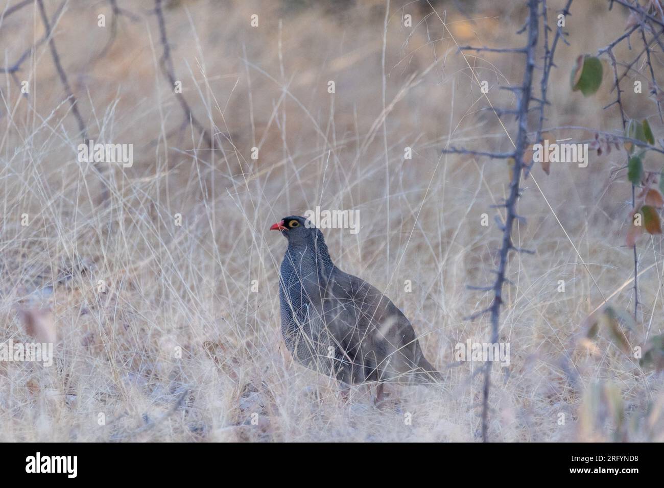 Red billed spurfowl pternistis adspersus hi-res stock photography and ...