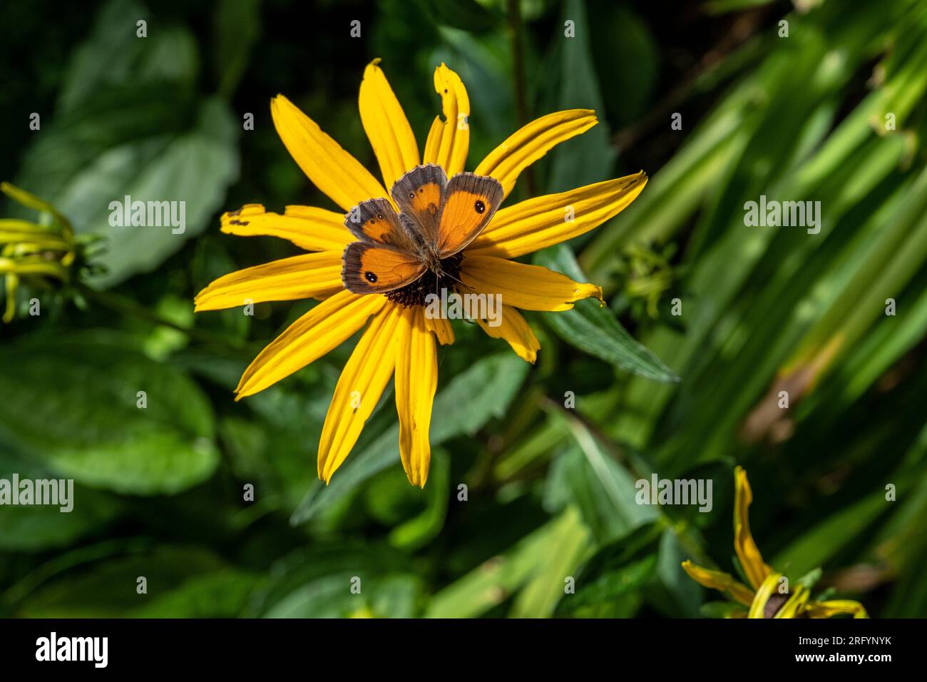 Gatekeeper butterfly also known as Hedge brown or Pyronia tithonus ...