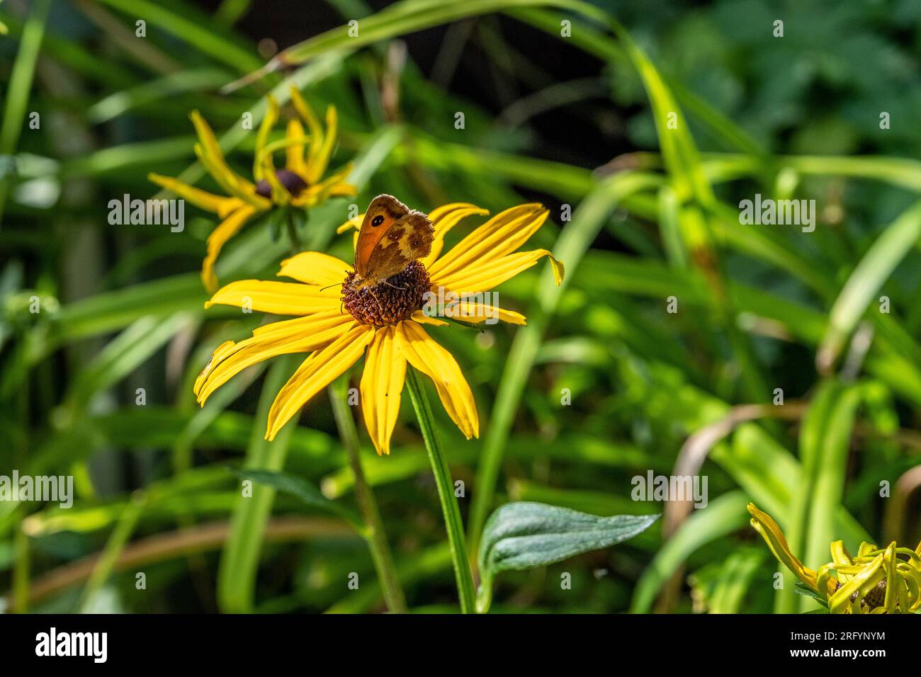 Gatekeeper butterfly also known as Hedge brown or Pyronia tithonus ...