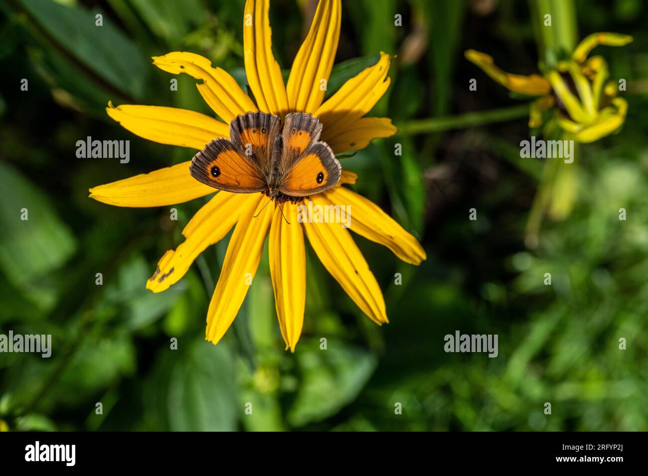 Gatekeeper butterfly also known as Hedge brown or Pyronia tithonus ...