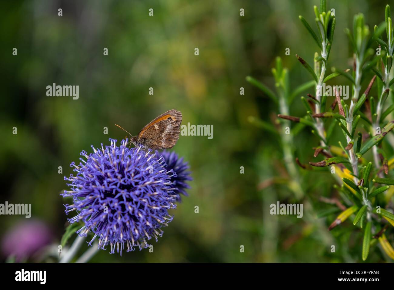 Gatekeeper Butterfly sits on Echinops ritro - 'Veitch's Blue' flower ...