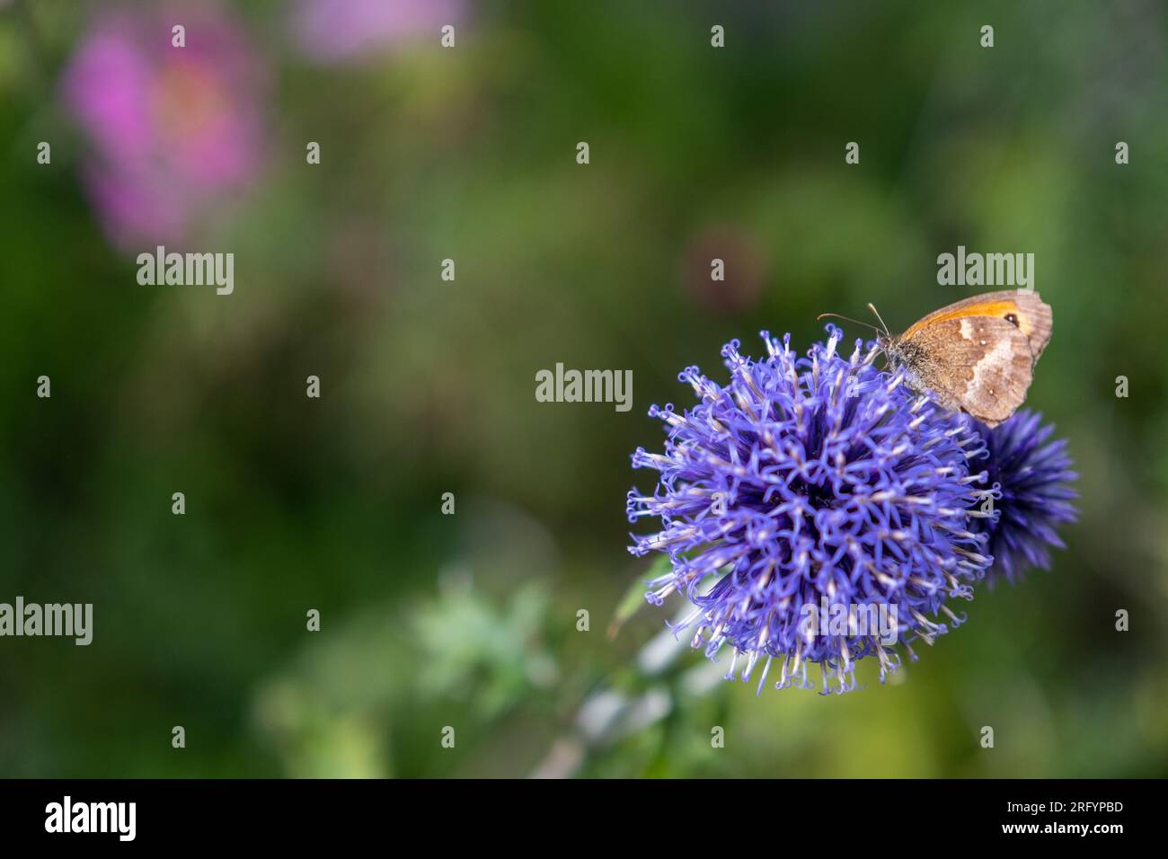 Echinops ritro veitch’s blue hi-res stock photography and images - Alamy