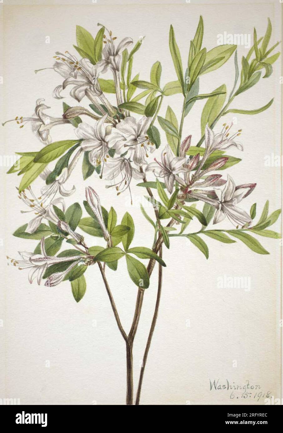 Viscosa azalea hi-res stock photography and images - Alamy
