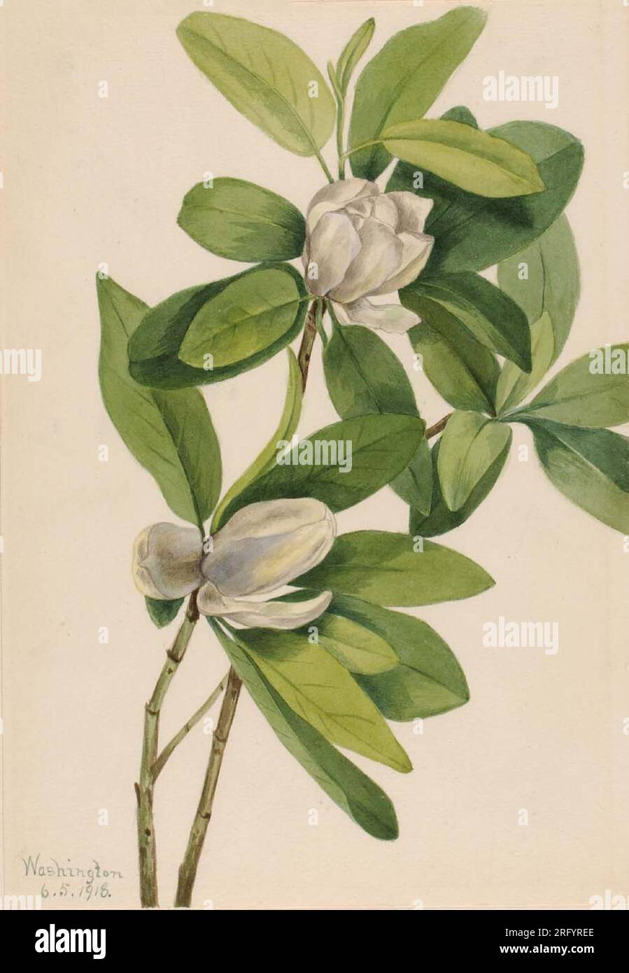 Swamp Magnolia (Magnolia virginiana) 1918 by Mary Vaux Walcott Stock ...