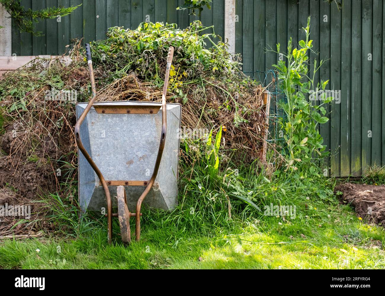 Metal wheel barrow leaning against cut vegetation in the composting ...