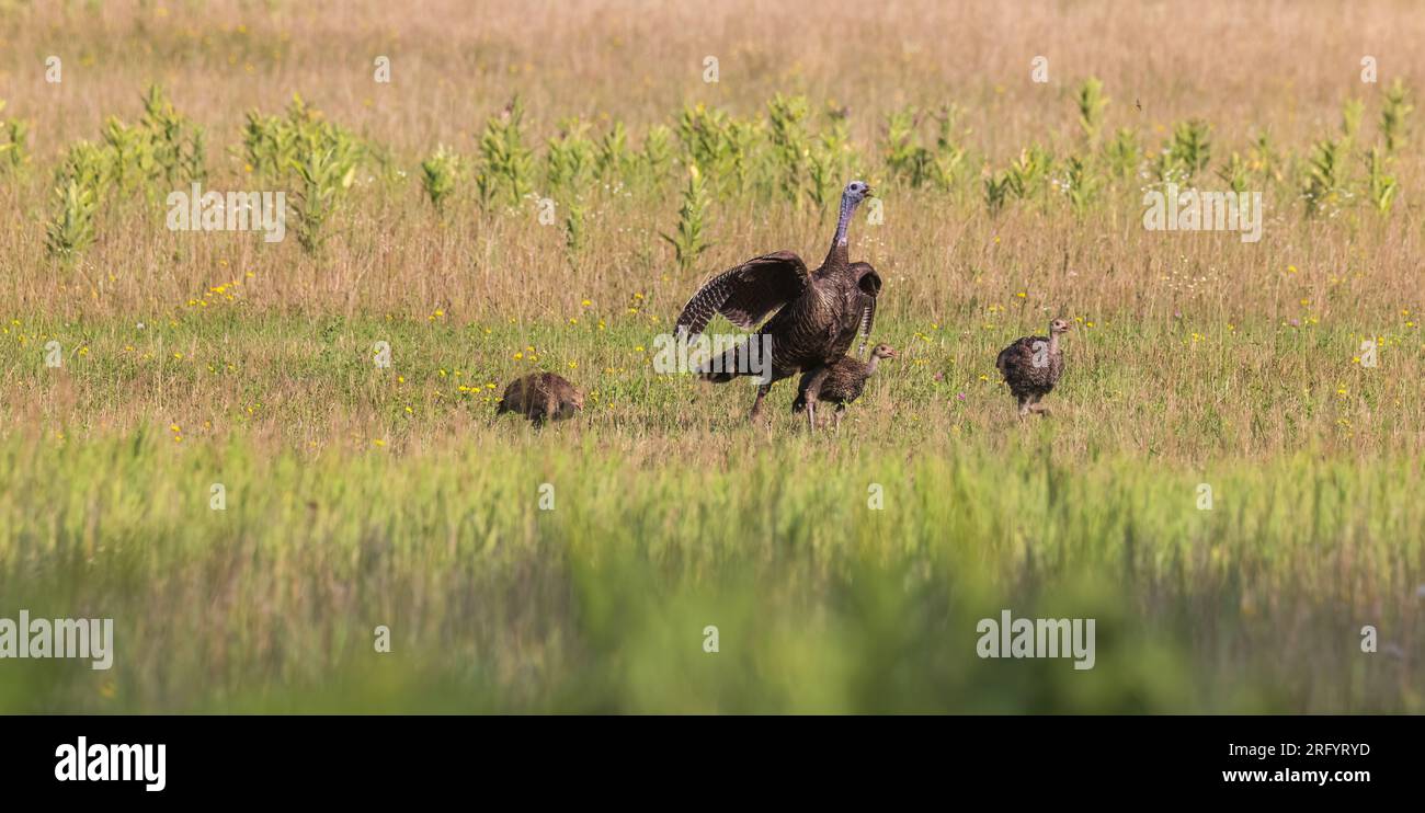 Three poults hi-res stock photography and images - Alamy
