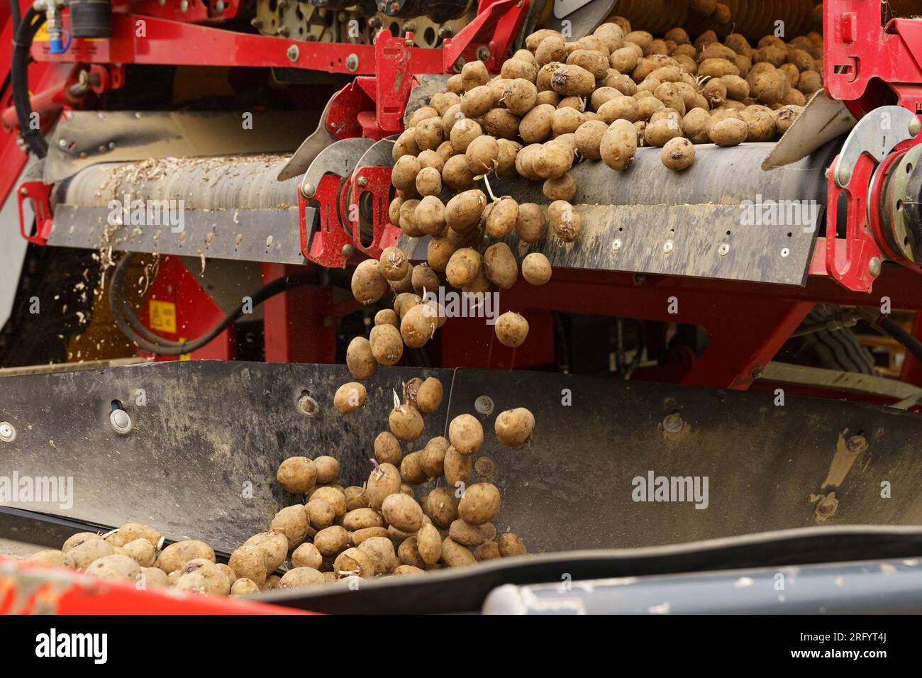 The potato belt conveyor moves the potatoes into the container. Close ...