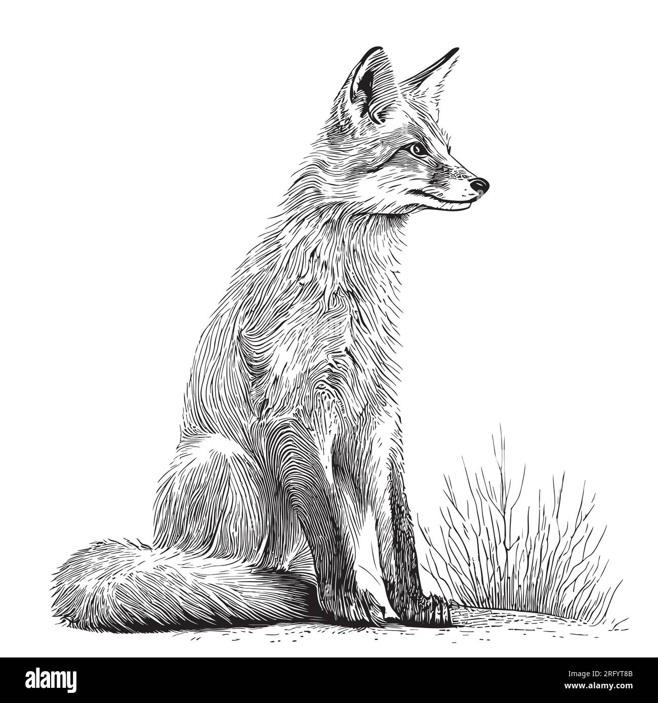 Beautiful fox sketch hand drawn Vector illustration Wild animals Stock ...