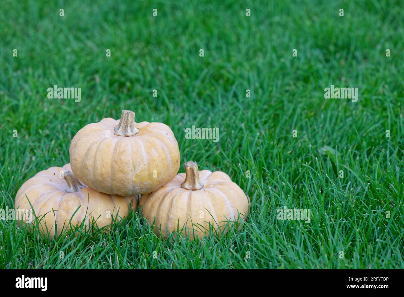 Three pumpkins on the green grass lawn Stock Photo - Alamy
