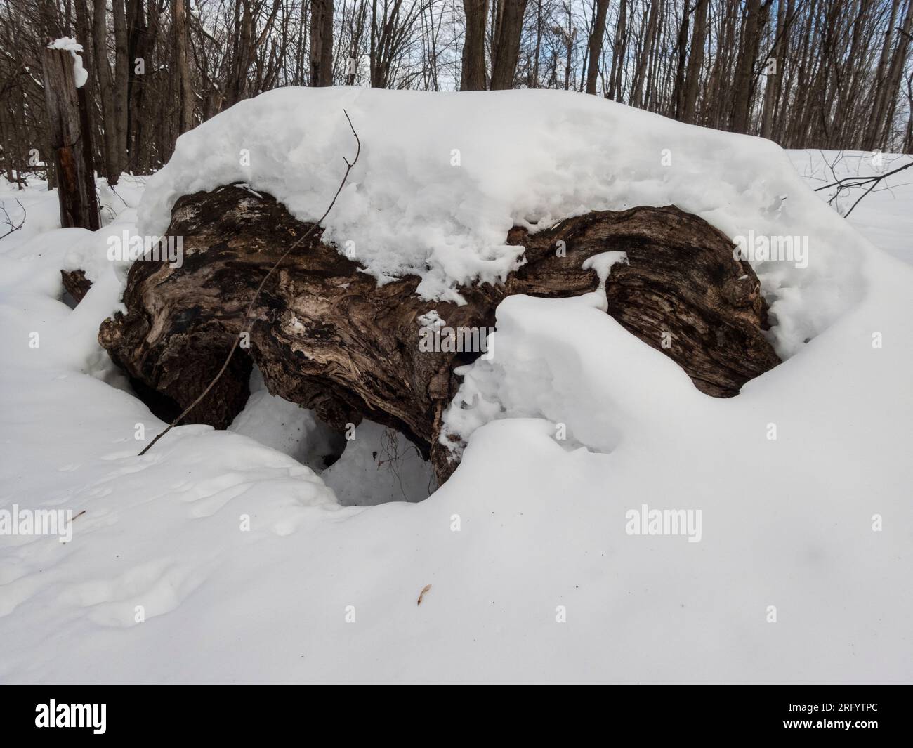 Healthy and dead trees hi-res stock photography and images - Alamy