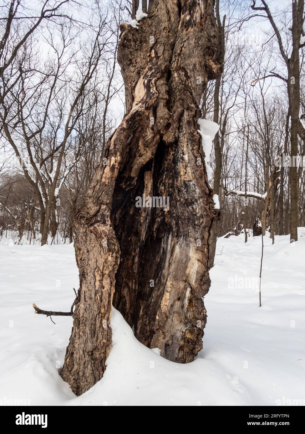 Icy winter dead trees hi-res stock photography and images - Alamy