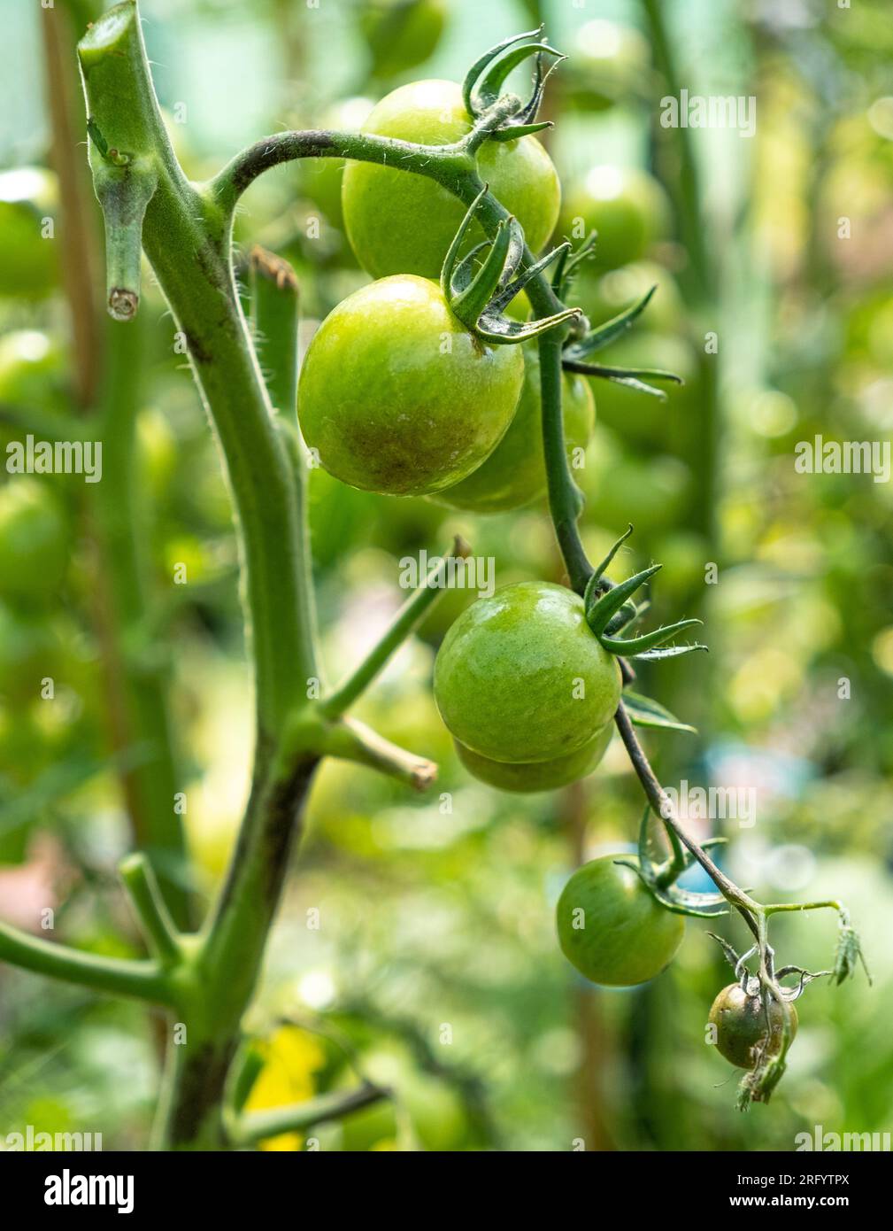Close up of tomatoes growing in a poly tunnel Stock Photo - Alamy