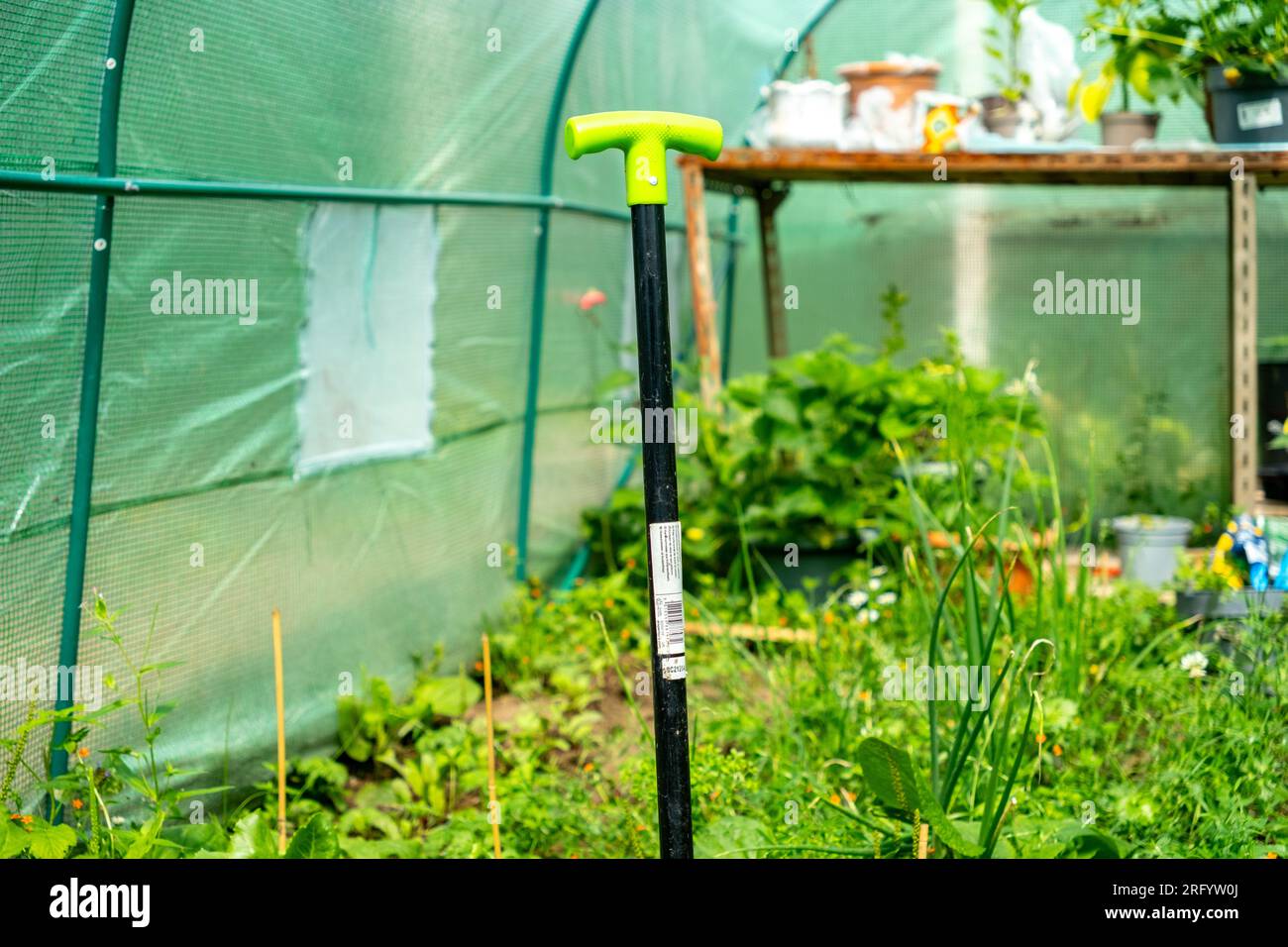 Close up of a spade handle in a poly tunnel full of crops and ...