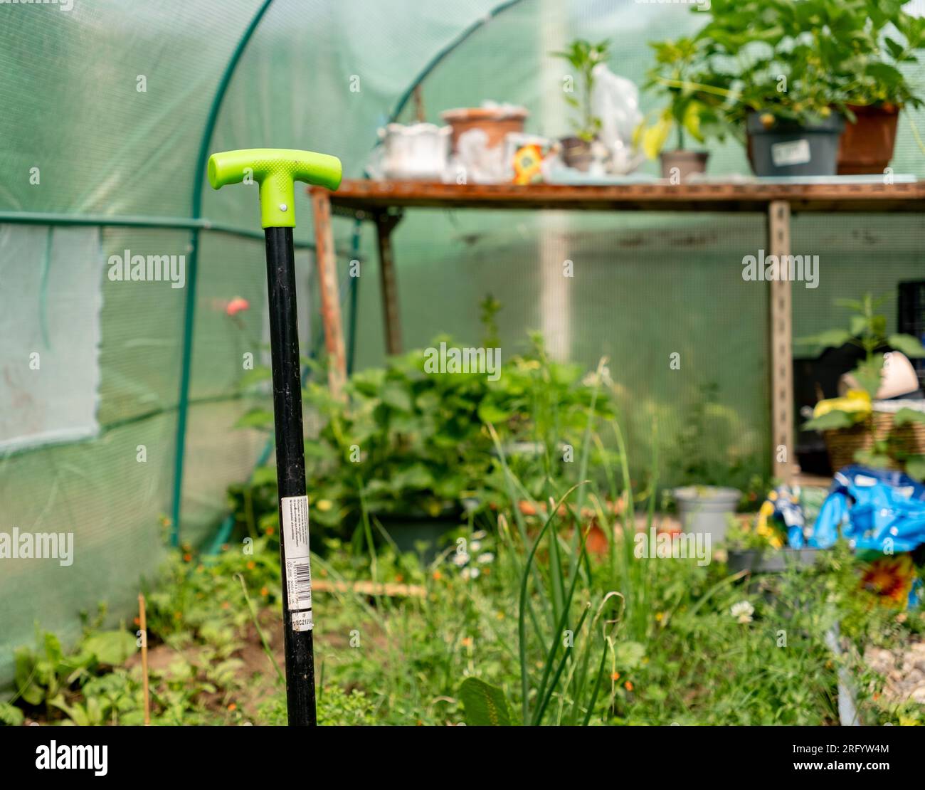Close up of a spade handle in a poly tunnel full of crops and ...