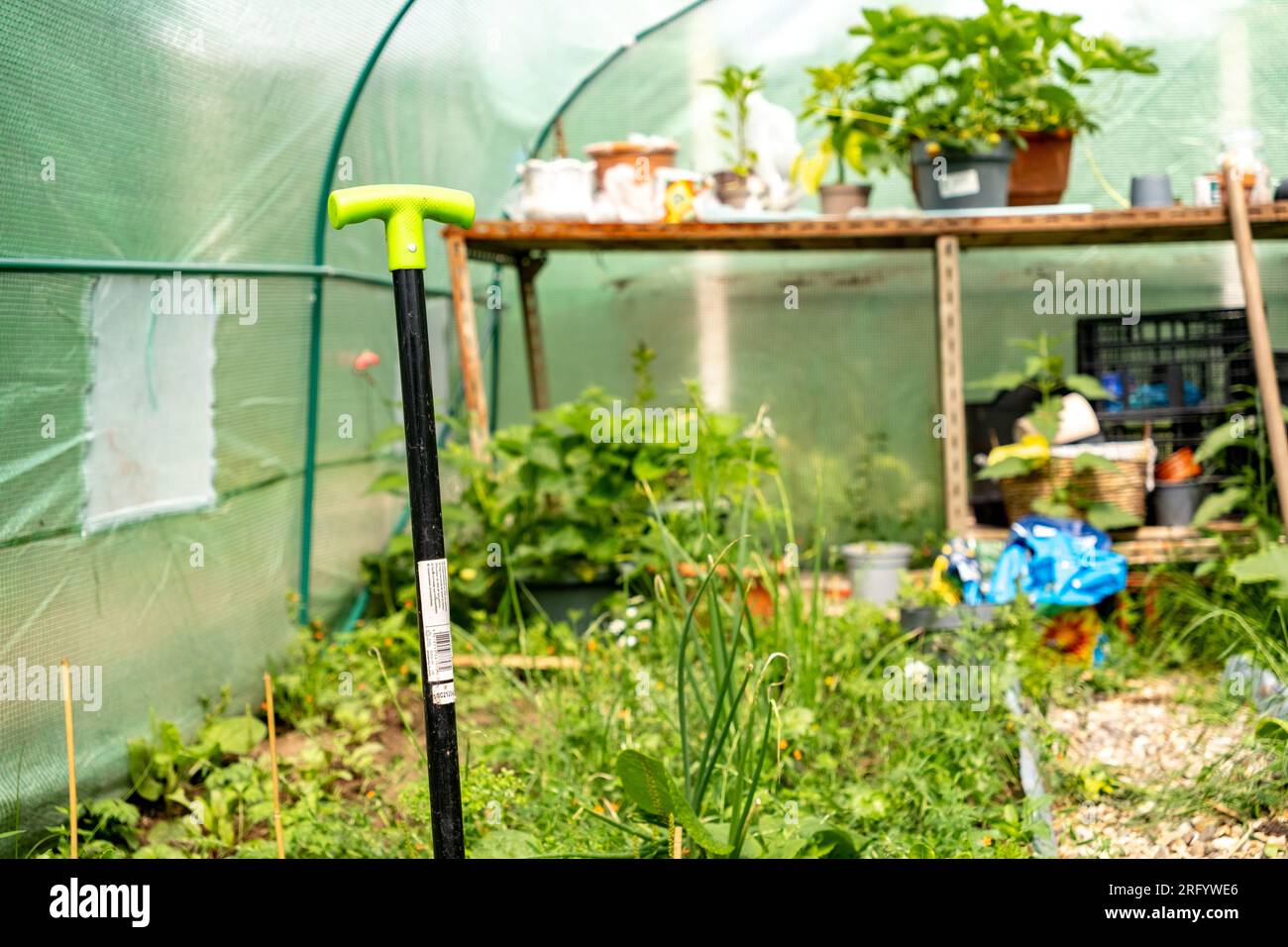 Close up of a spade handle in a poly tunnel full of crops and ...