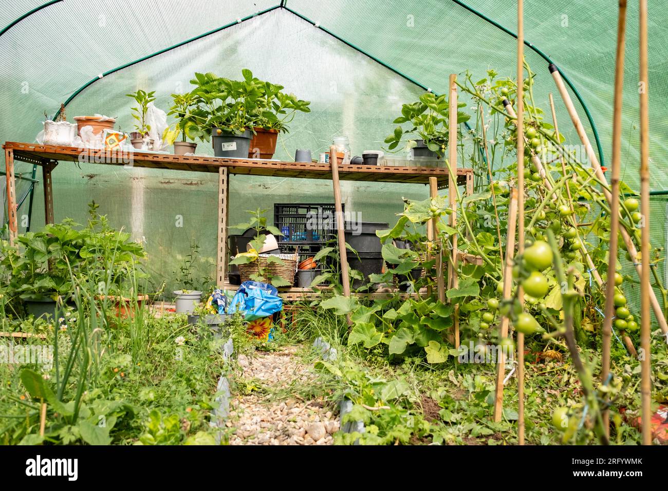 Interior polytunnel hi-res stock photography and images - Alamy