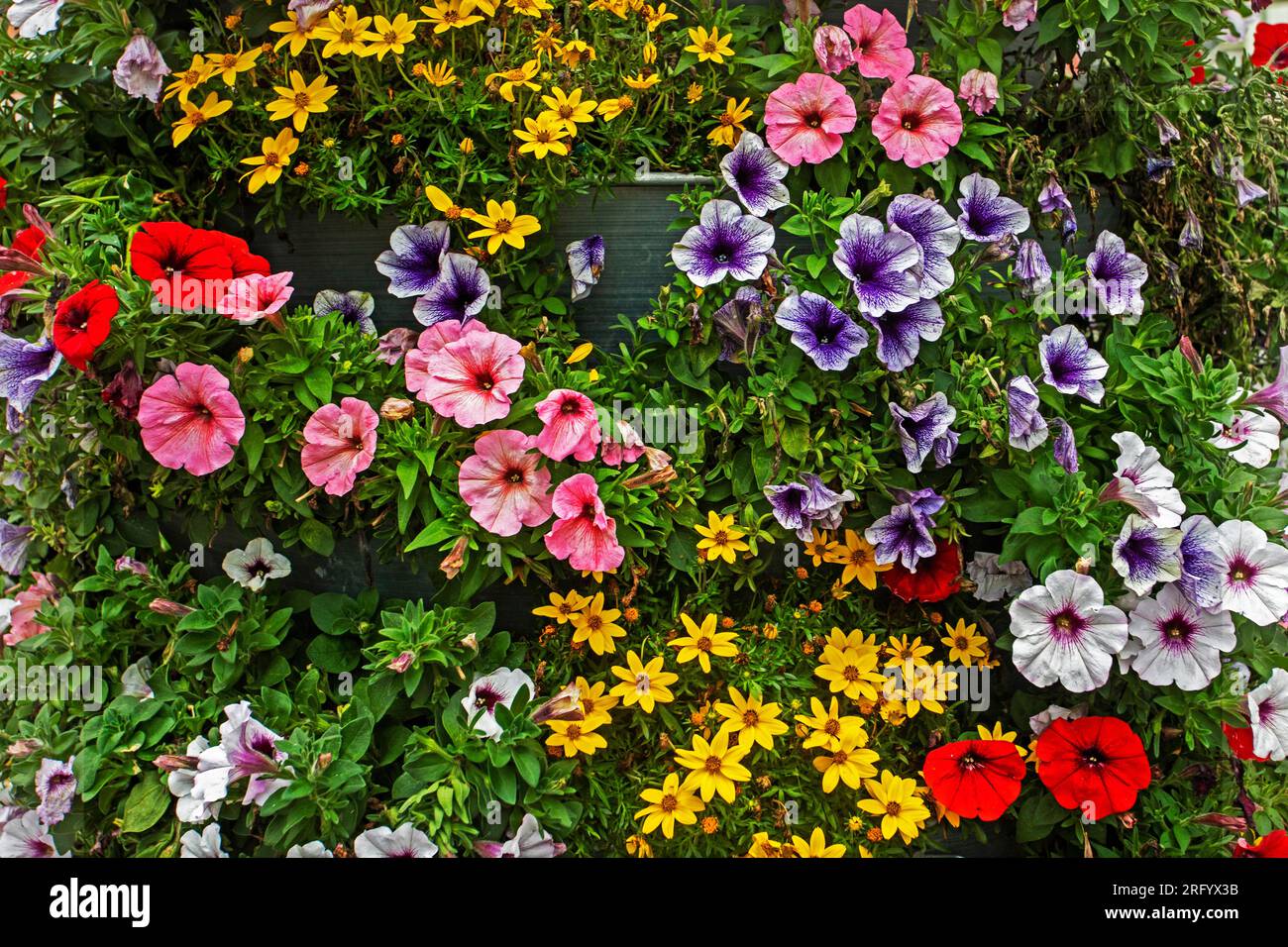 background of beautiful multi-colored flowers in the flowerbed Stock ...