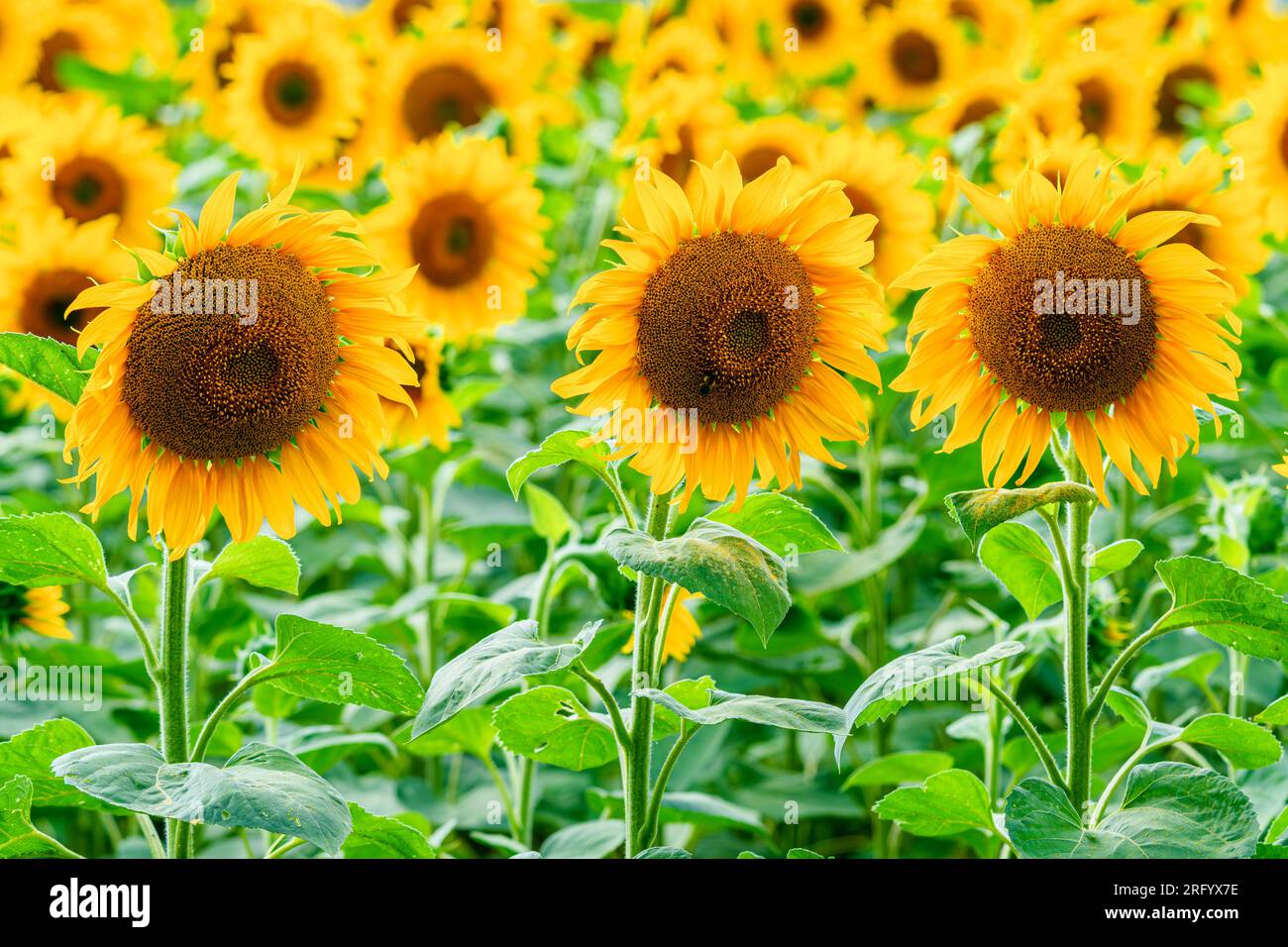 Sunny fields crop circle flower hi-res stock photography and images - Alamy