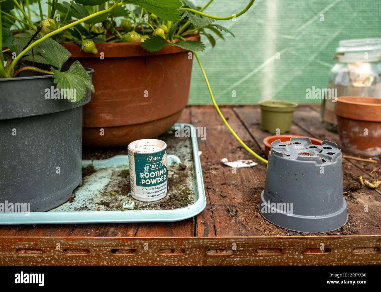 Root strike and plastic plant pots on a potting table in a polytunnel ...