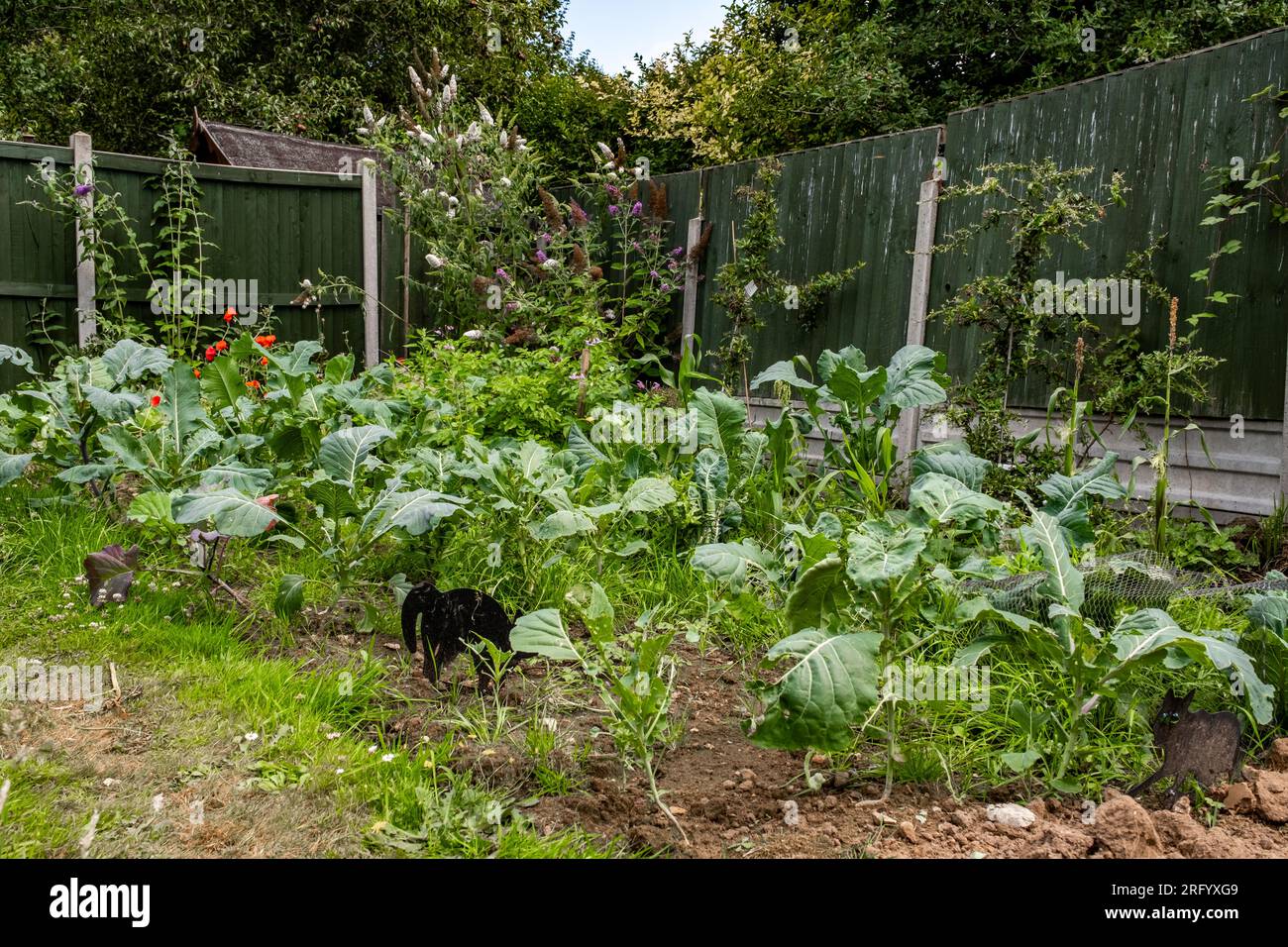 Various fruits and vegetables growing in a small allotment Stock Photo ...