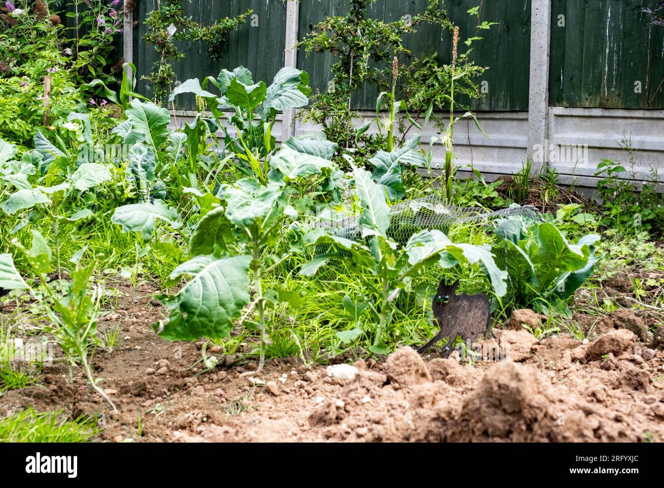 Vegetables growing in a small allotment Stock Photo - Alamy