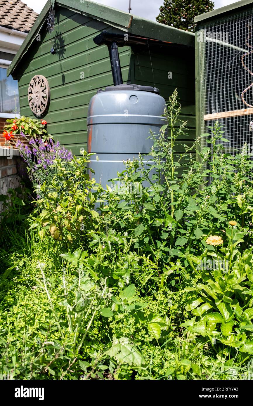 Plastic water butt outside a wooden shed in a garden or backyard Stock ...