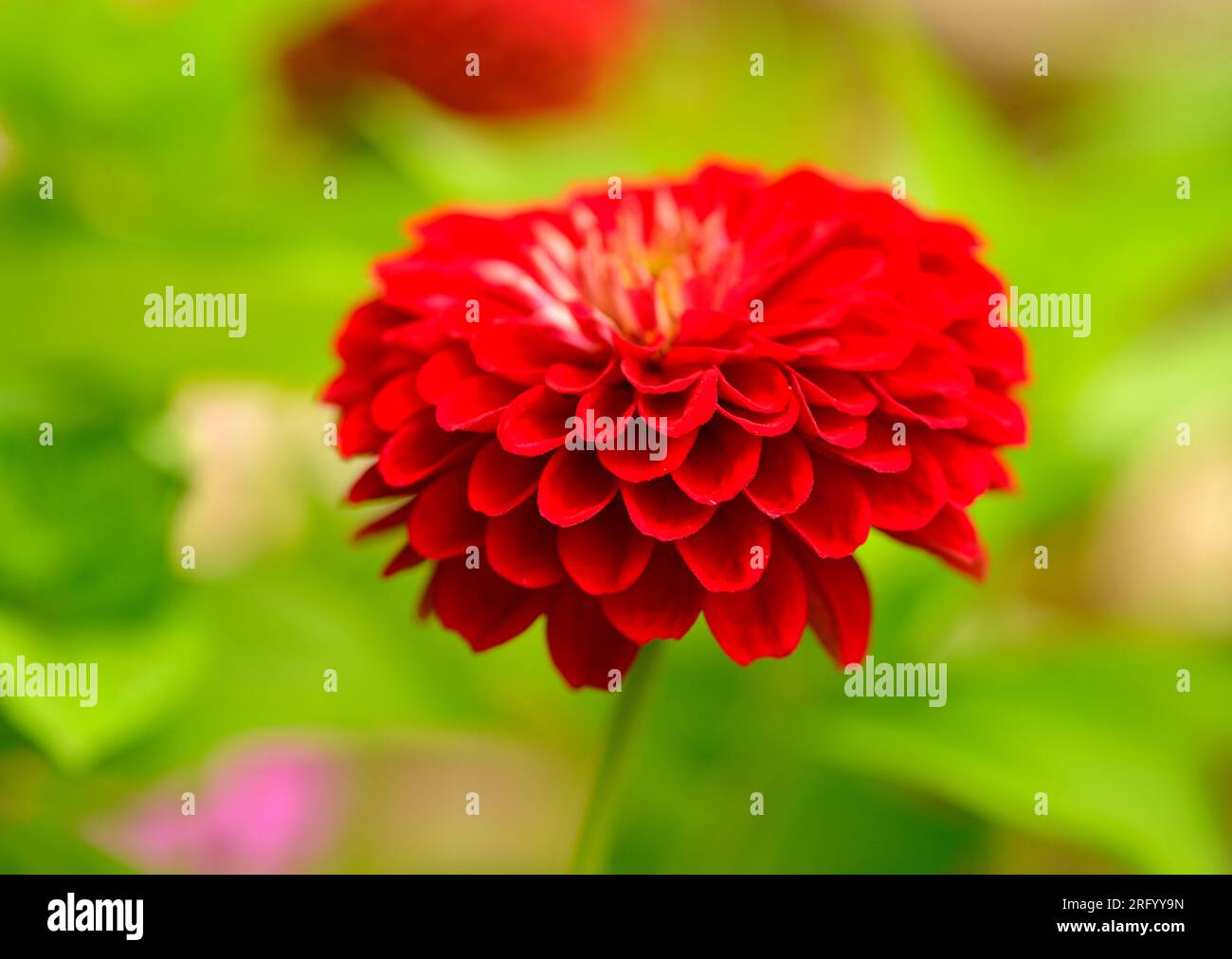 Zinnia elegans benarys giant deep red hi-res stock photography and ...