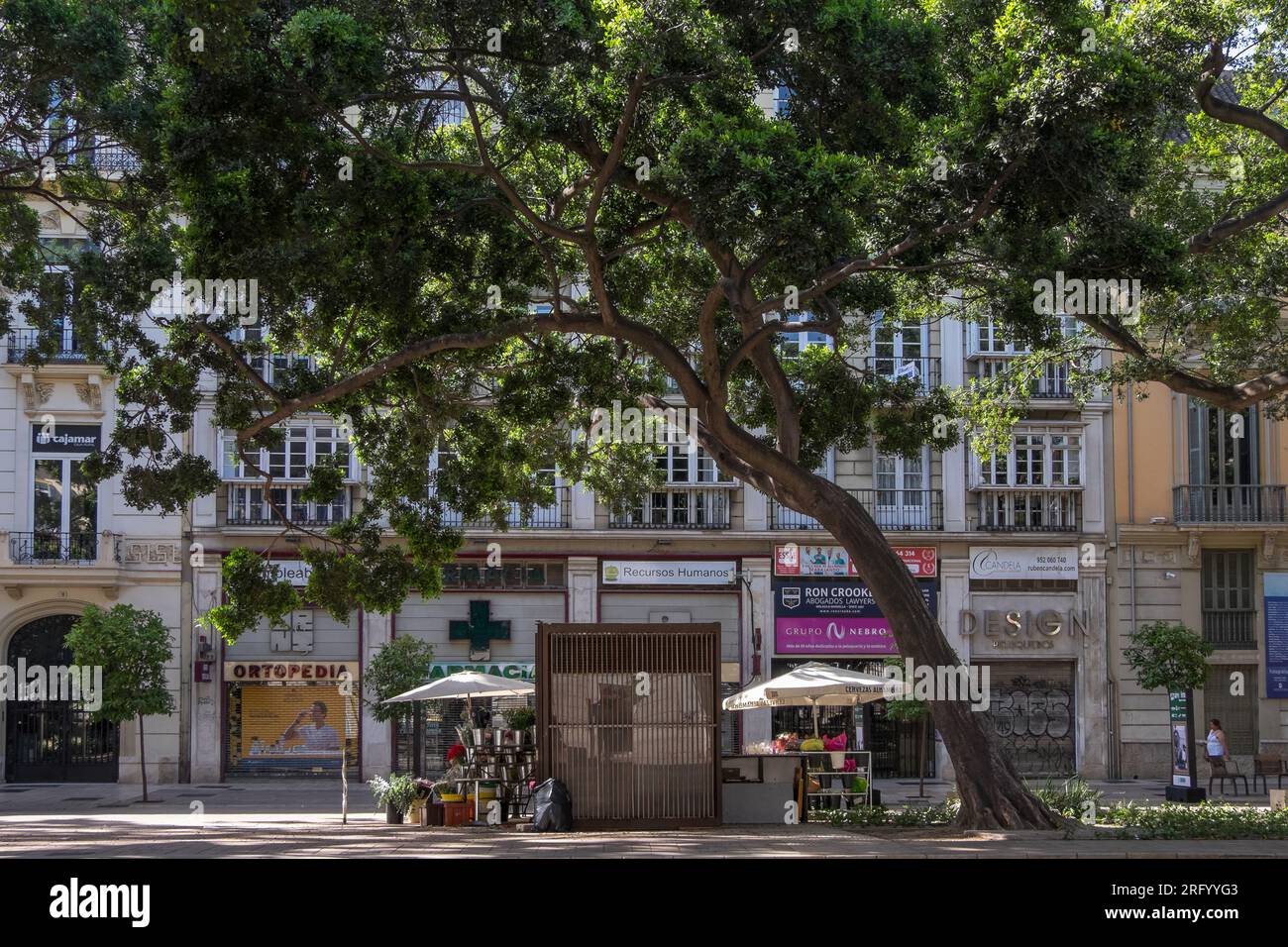 Groves and buildings in Paseo de la Alameda in the urban center of ...