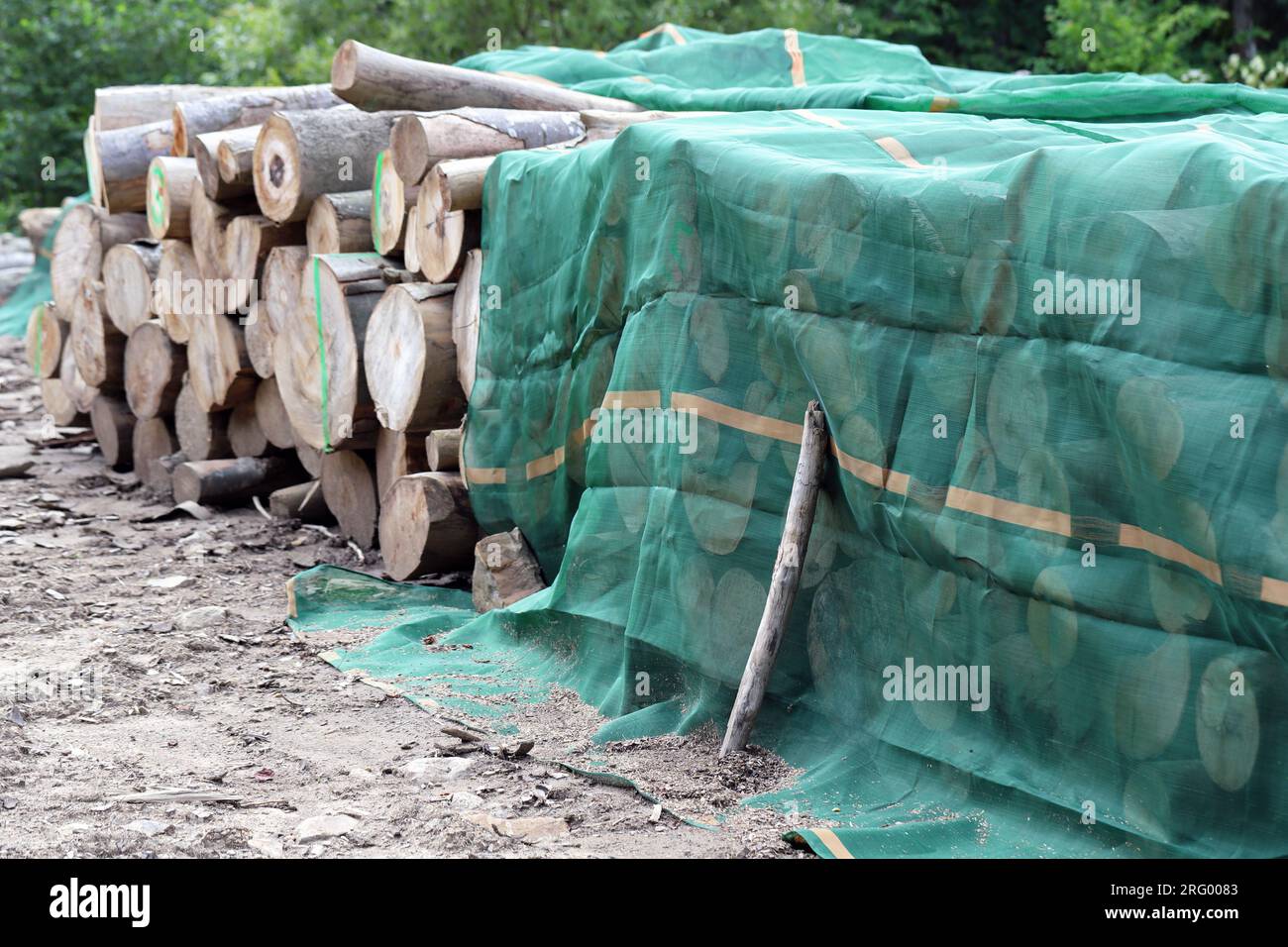 Beech timber stacked at a forestry depot and poorly protected from egg ...