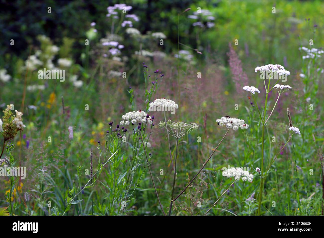 Flowering perennials, herbs in the mountains, Carpathians. Various ...