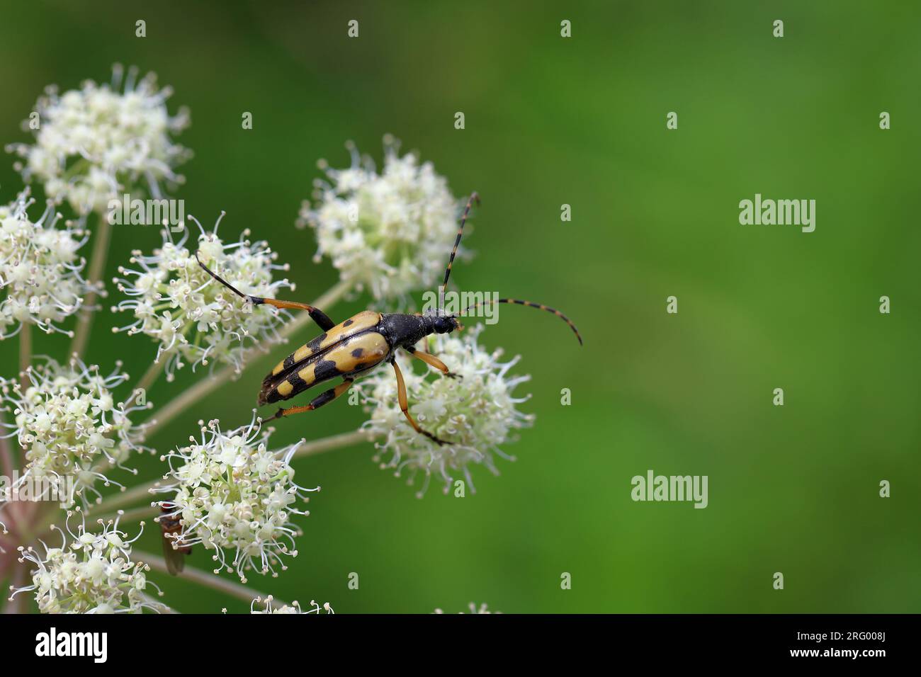 Also called spotted longhorn beetle hi-res stock photography and images ...