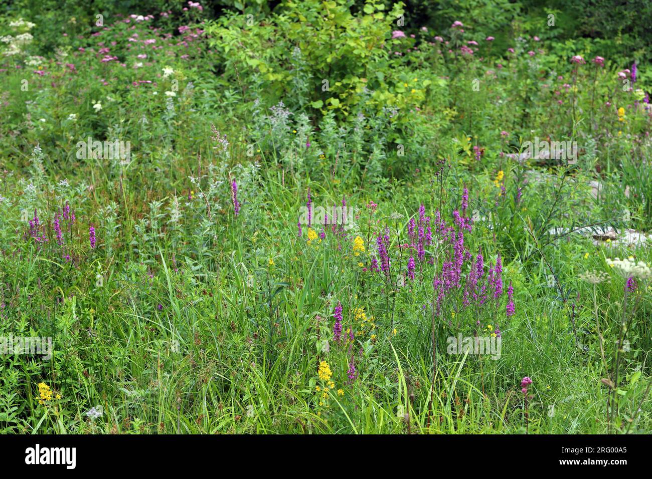 Flowering perennials, herbs in the mountains, Carpathians. Various ...