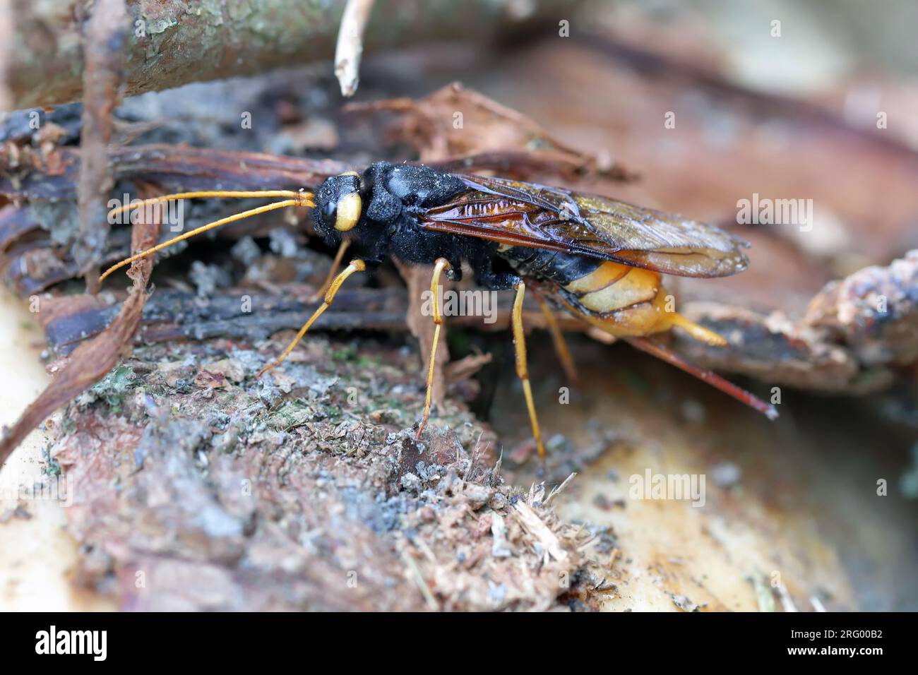 Giant horntail (Urocerus gigas). A female laying eggs in the wood of a ...