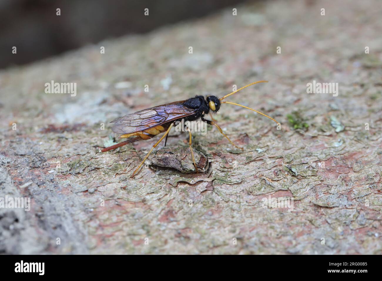 Giant horntail (Urocerus gigas). A female laying eggs in the wood of a ...