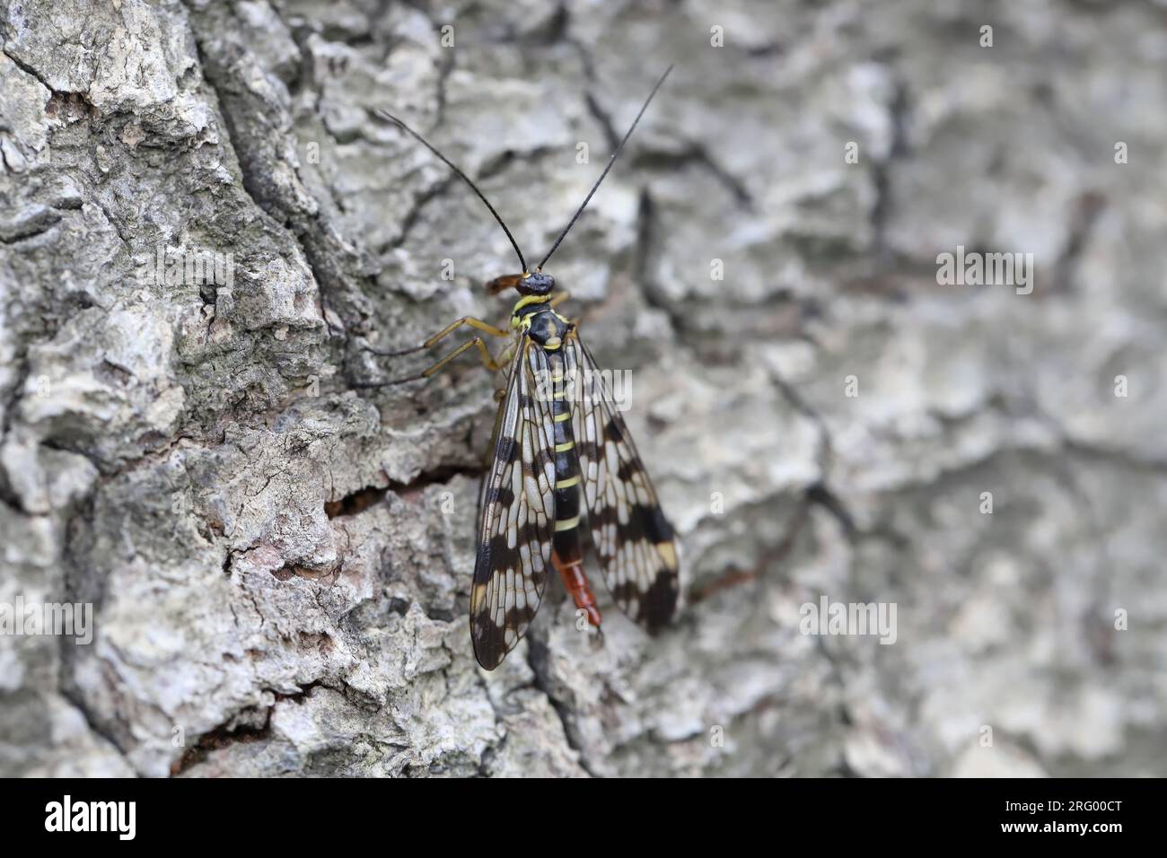 Female Scorpionfly Panorpa communis on the bark of a tree Stock Photo ...