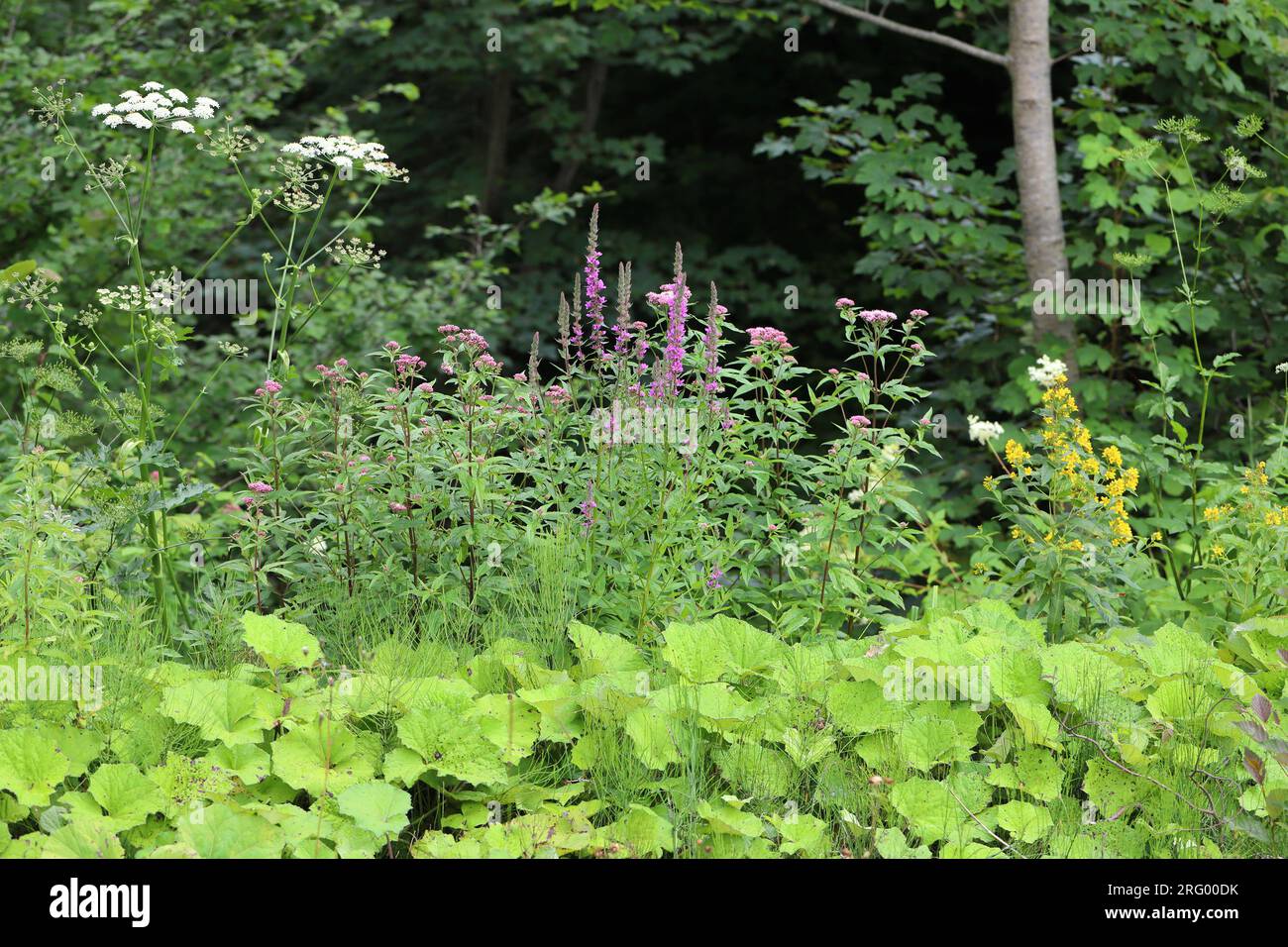 Flowering perennials, herbs in the mountains, Carpathians. Various ...