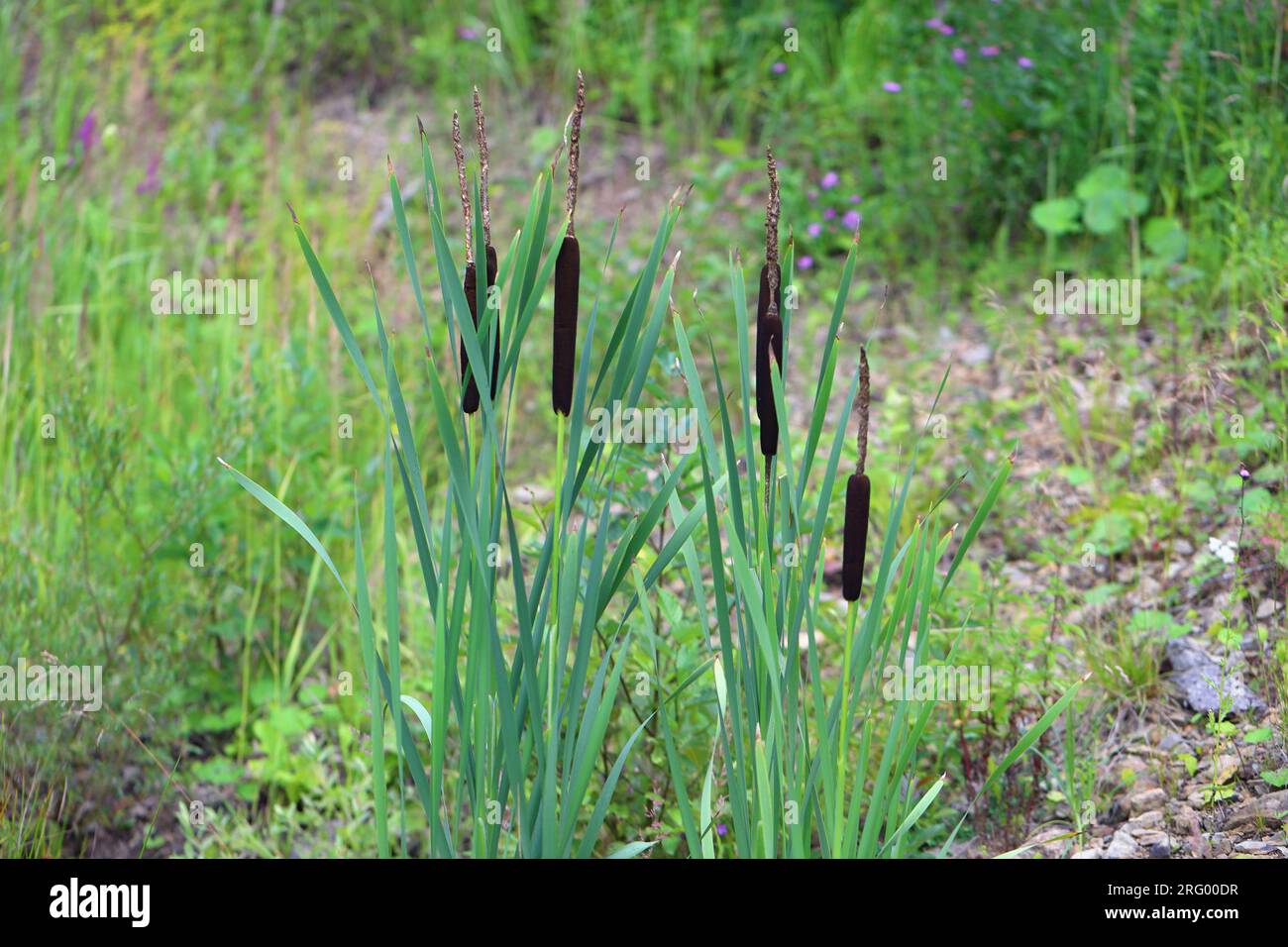 Great Reedmace or Bulrush, Typha latifolia. A plant characteristic of ...