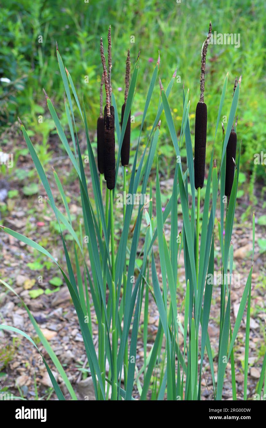 Great Reedmace or Bulrush, Typha latifolia. A plant characteristic of ...