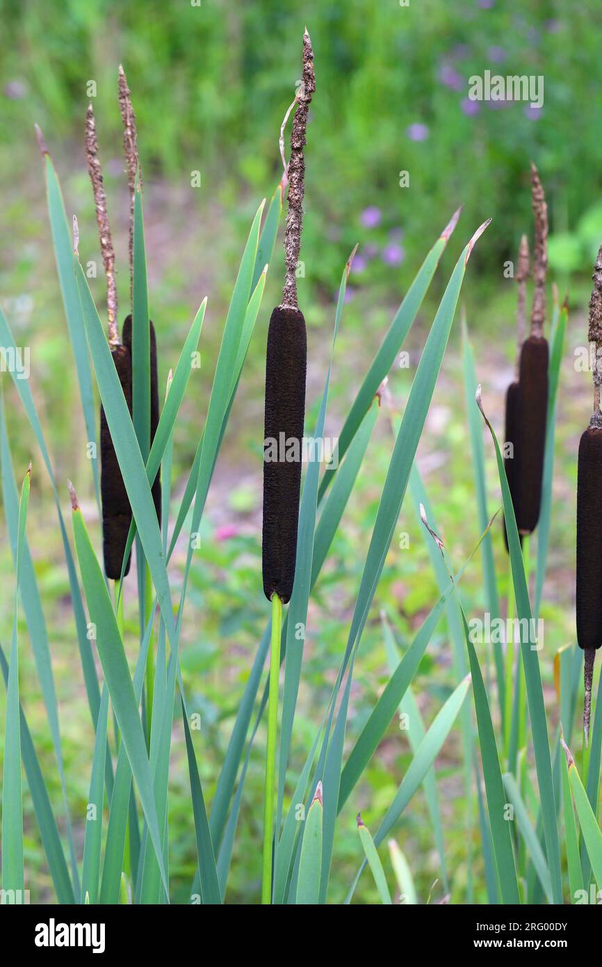Great Reedmace or Bulrush, Typha latifolia. A plant characteristic of ...