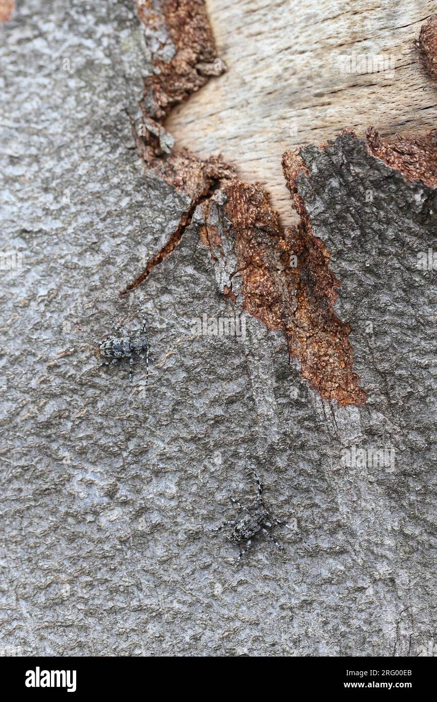Longhorn beetle, Aegomorphus clavipes on wood, macro photo. Insects on ...
