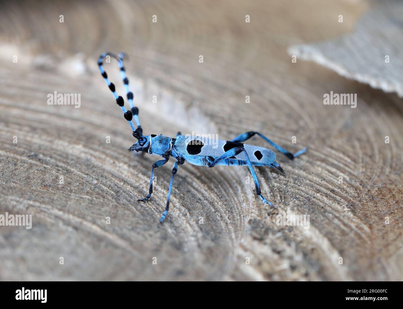 Rosalia Longicorn (Rosalia alpina). A female laying eggs on the trunk ...