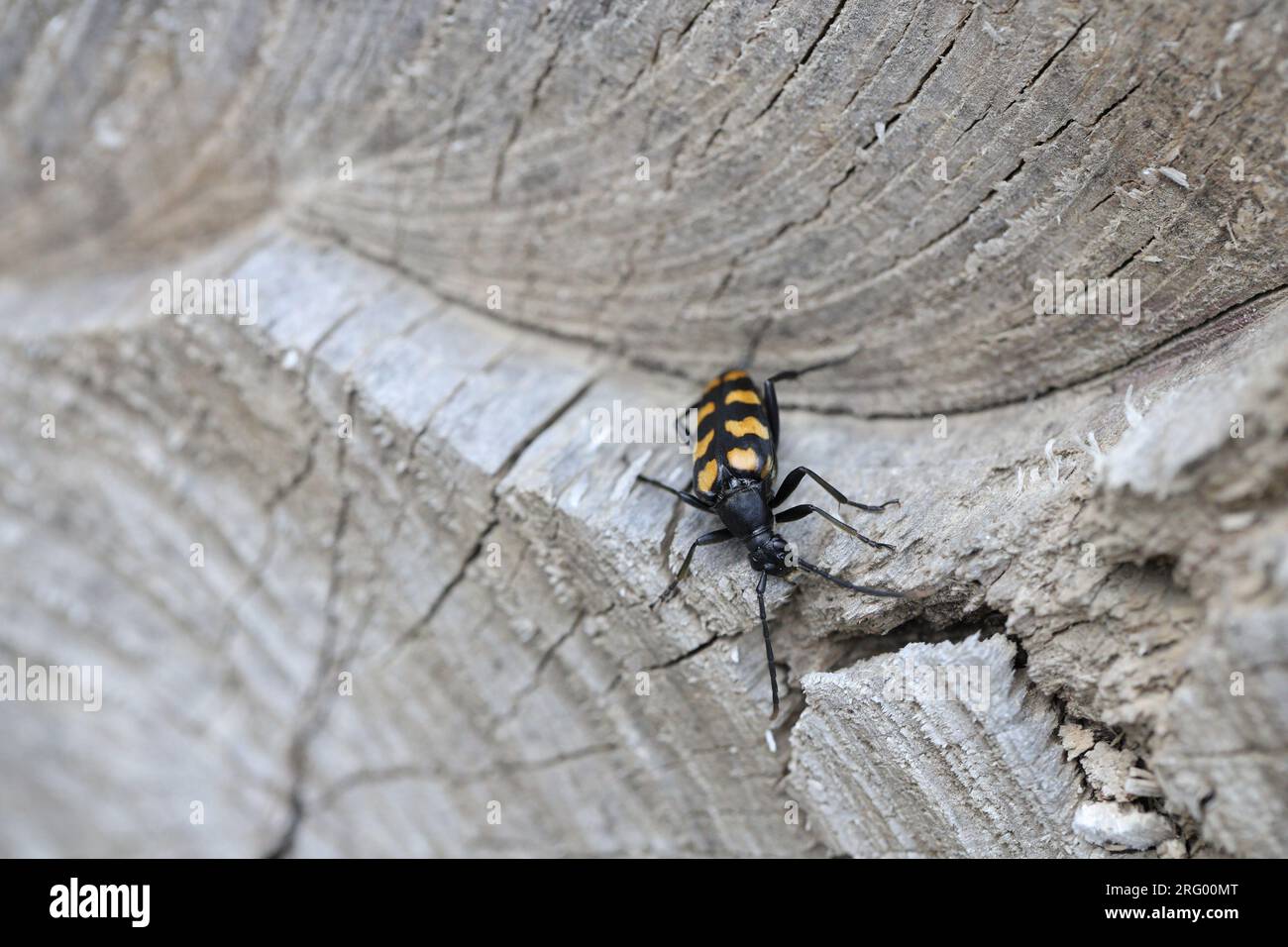 Longhorn beetle - Leptura quadrifasciata, Strangalia quadrifasciata, is ...