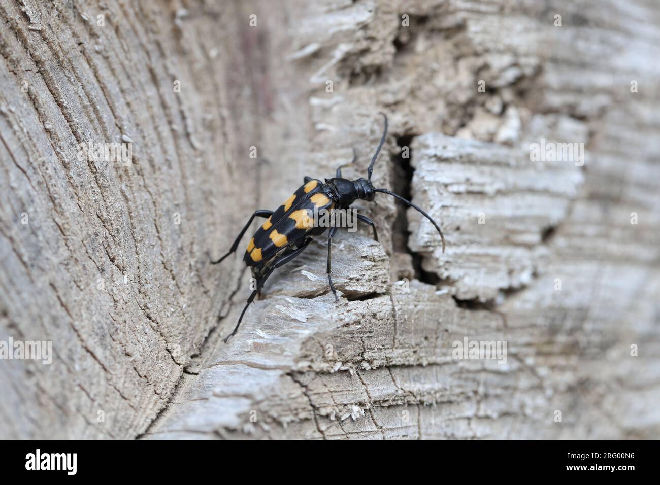 Longhorn beetle - Leptura quadrifasciata, Strangalia quadrifasciata, is ...